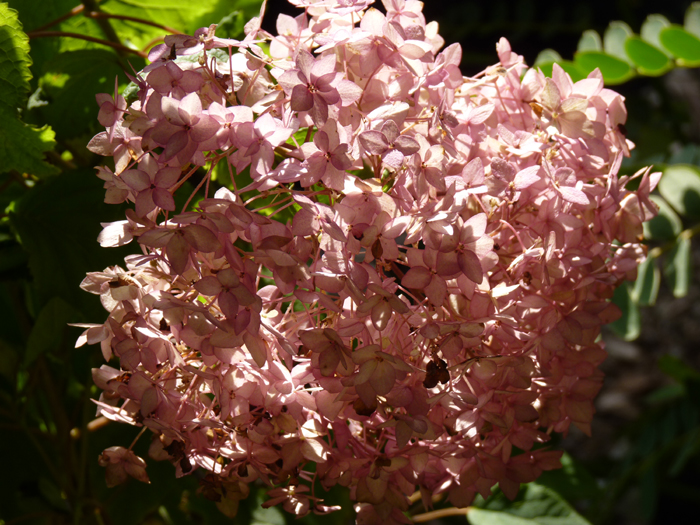 arborescens ' Bella Anna' - Ortensia Hydrangea.it