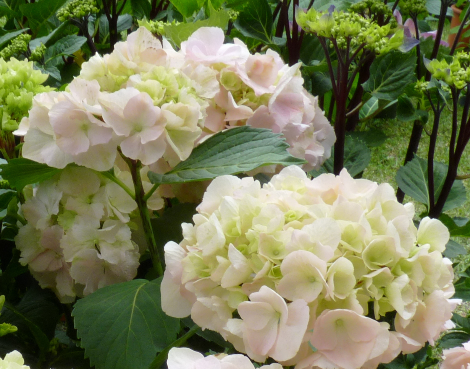 macrophylla 'everbloom'