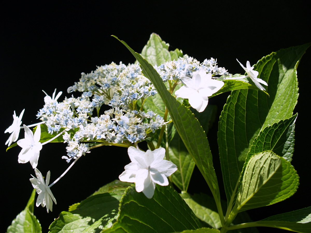 hydrangea macrophylla 'HANABI