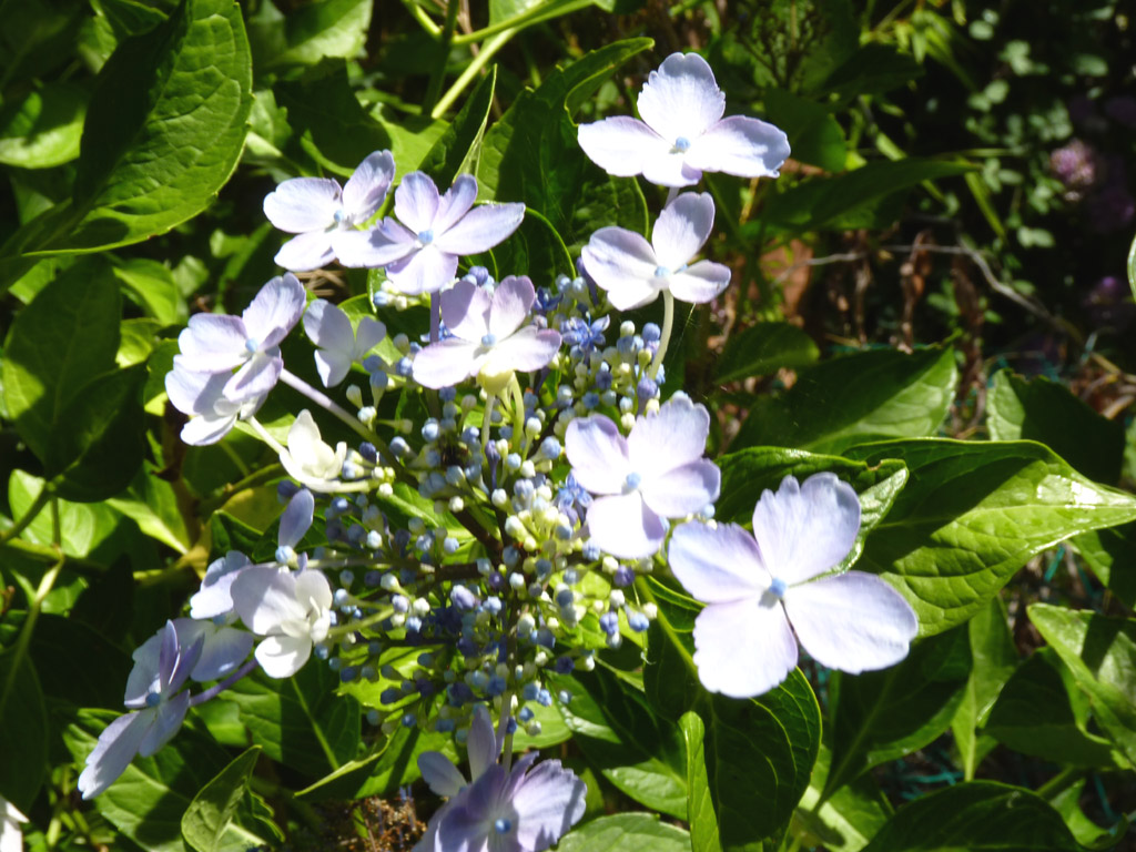 macrophylla'MIKANBA GAKU'