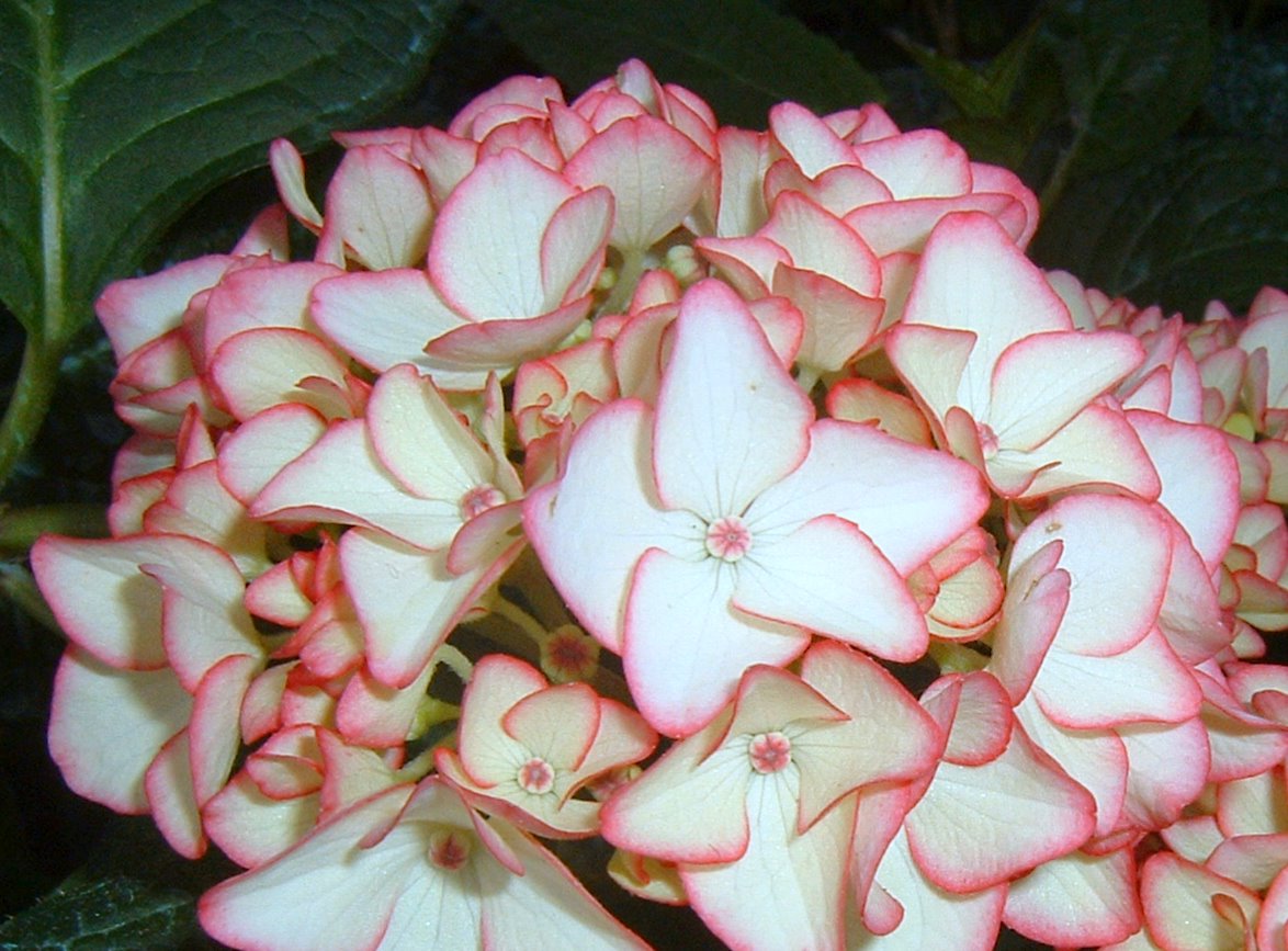 macrophylla Hovaria 'MIRAI'