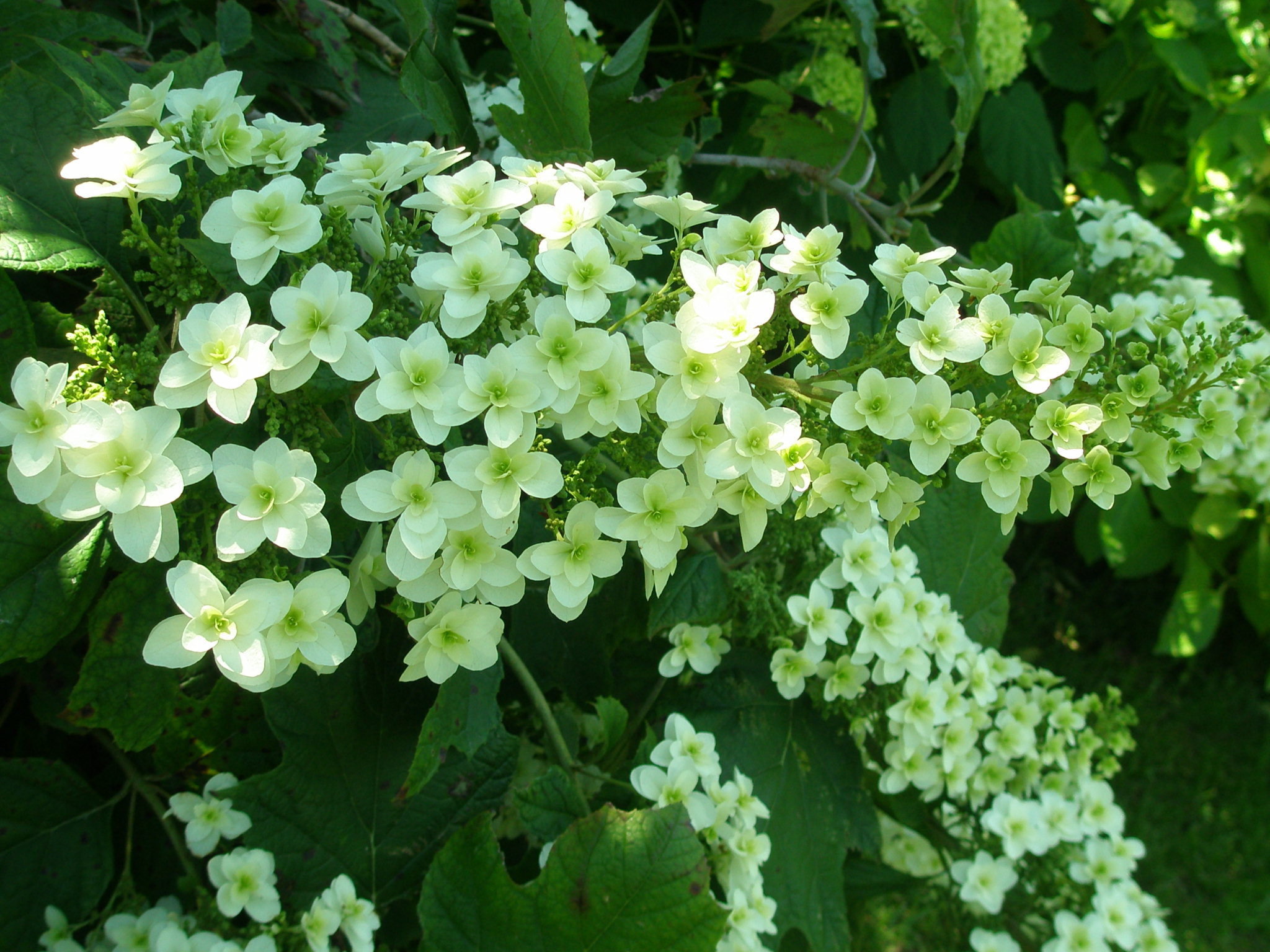 Hydrangea quercifolia